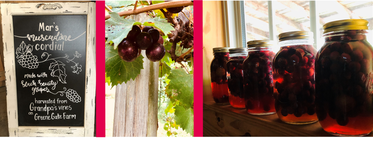 How To Make Muscadine Cordial – MarmeeDear & Co., LLC